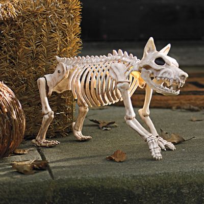 Sparky the Skeleton Dog on Leash | Grandin Road