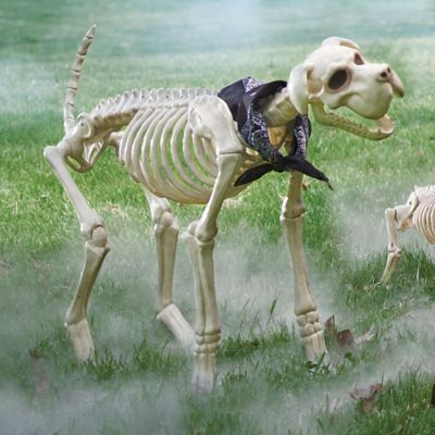 Sasha the Skeleton Dog | Grandin Road