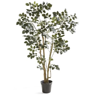 Wild Coffee Panax Tree | Grandin Road