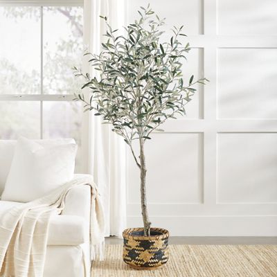 Olive Tree, 6.5ft. | Grandin Road