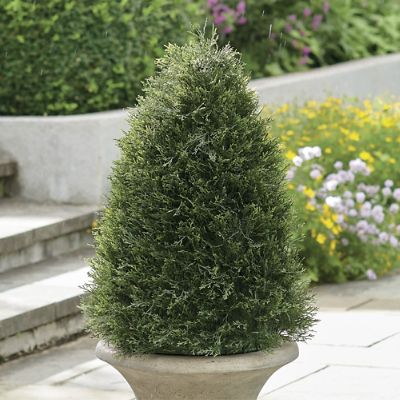 Pond Cypress Topiary | Grandin Road