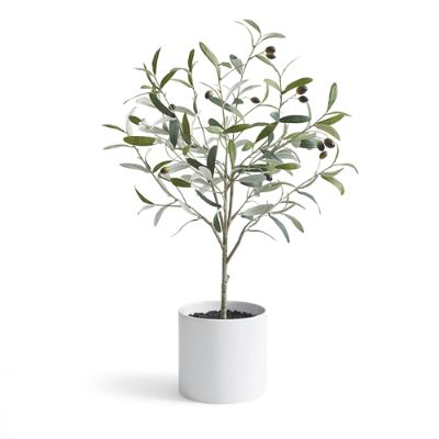 Potted Tabletop Olive Tree | Grandin Road