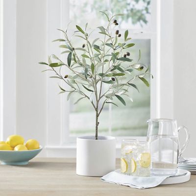 Potted Tabletop Olive Tree | Grandin Road