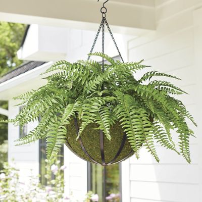 Classic Fern Hanging Basket | Grandin Road