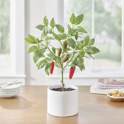 Potted Tabletop Chili Plant | Grandin Road
