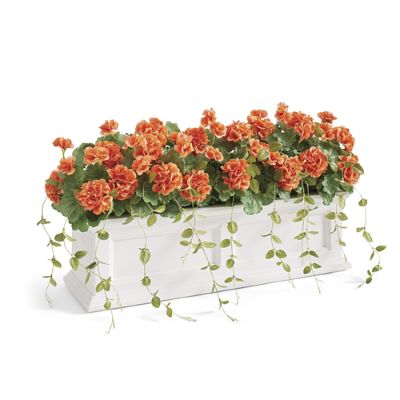 Geranium Window Box Fillers | Grandin Road