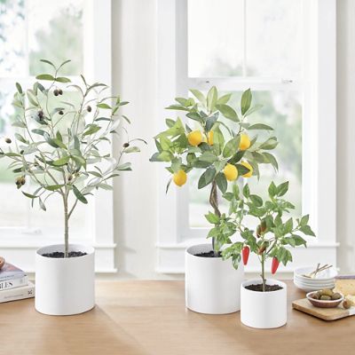 Potted Tabletop Lemon Tree | Grandin Road
