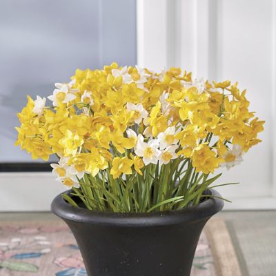 Glowing Urn Filler Base Ring | Grandin Road