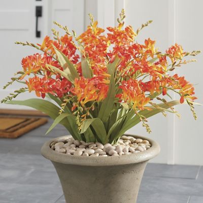 Orange Freesia Plant | Grandin Road