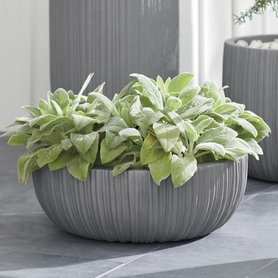 Crete Bowl Planter | Grandin Road
