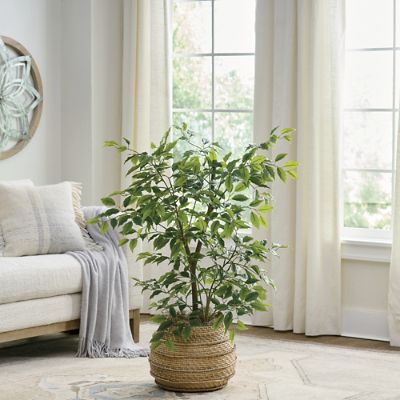 Eco Convert Ficus Tree | Grandin Road