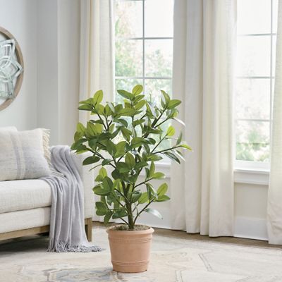 Eco Convert Rubber Tree | Grandin Road