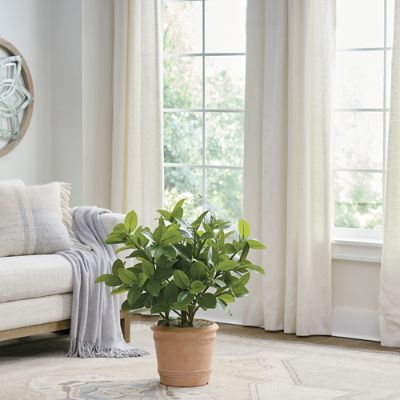 Eco Convert Rubber Tree | Grandin Road