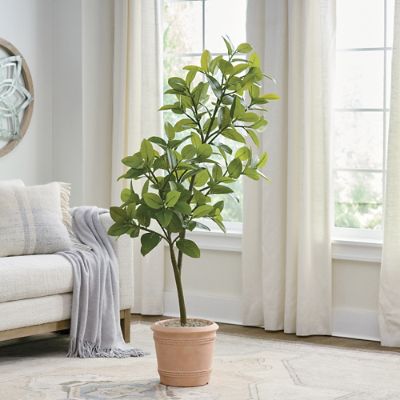 Eco Convert Rubber Tree | Grandin Road