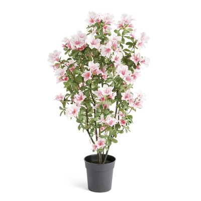 Azalea Potted Plant | Grandin Road