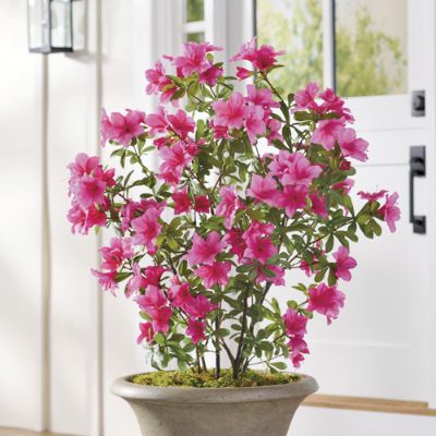 Azalea Potted Plant | Grandin Road