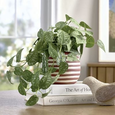 Mini Variegated Potted Arrangement | Grandin Road