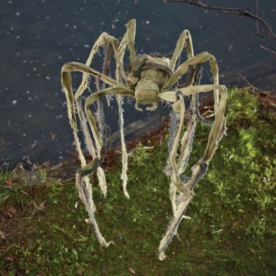 Shaking Swamp Spider | Grandin Road