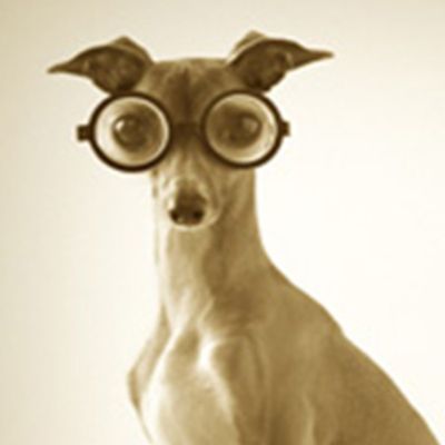 Monte Dog Art Print | Grandin Road