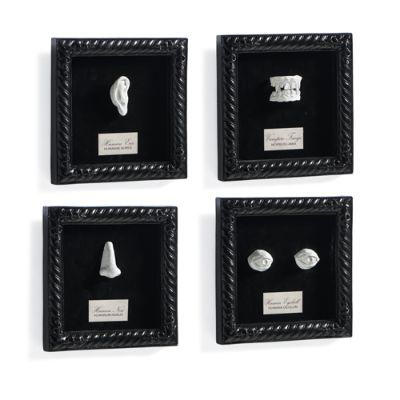 Framed Lab Specimens | Grandin Road